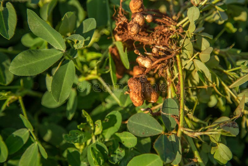 Pianta Di Seme Dell'arachide Naturale Fotografia Stock - Immagine di ...