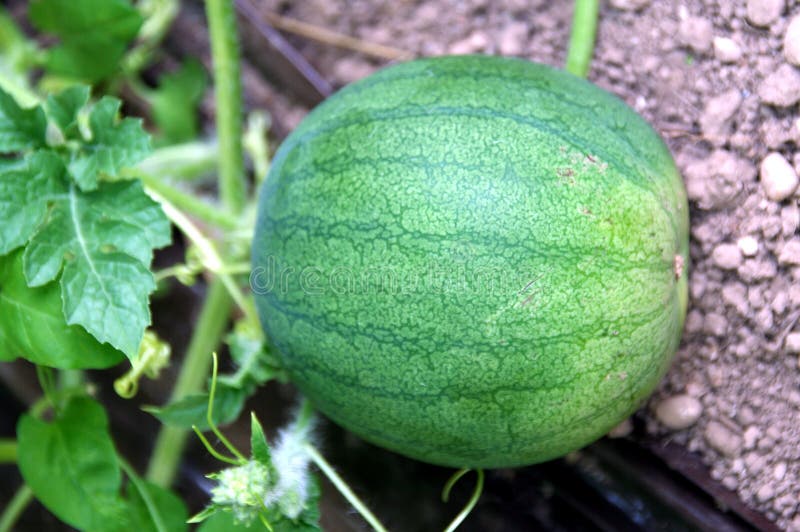 Pianta E Frutta Dell'anguria Fotografia Stock - Immagine di seedless ...