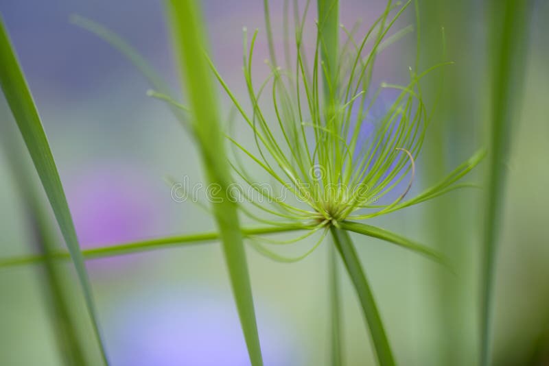 Pianta Egiziana Del Carice Del Papiro Fotografia Stock - Immagine di ...