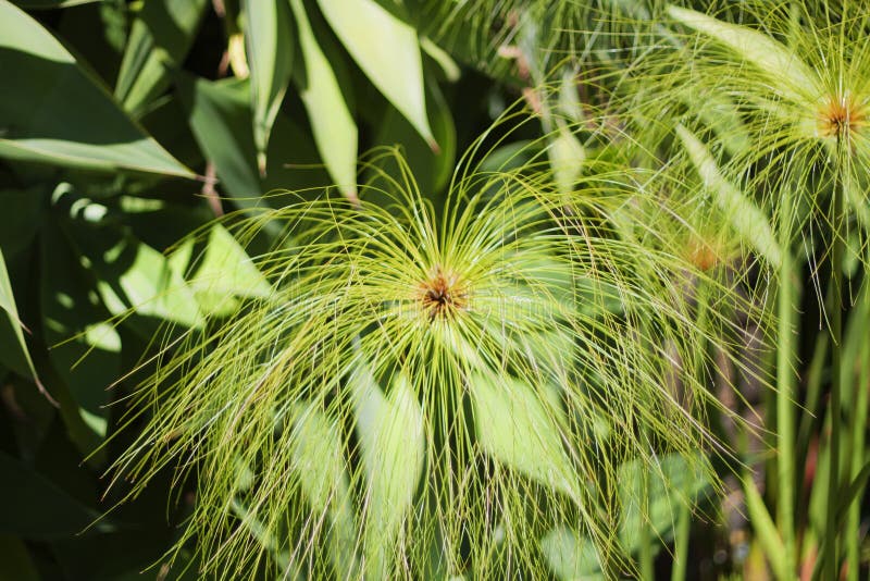 Pianta Erbacea - Cyperus Papyrus Fotografia Stock - Immagine di papiro ...
