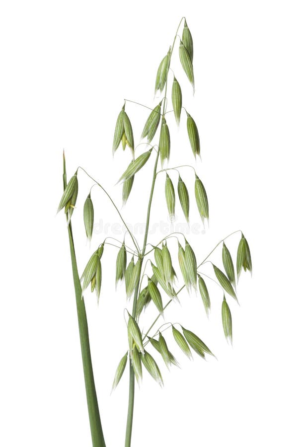 Pianta di avena fresca immagine stock. Immagine di maturo - 43053931