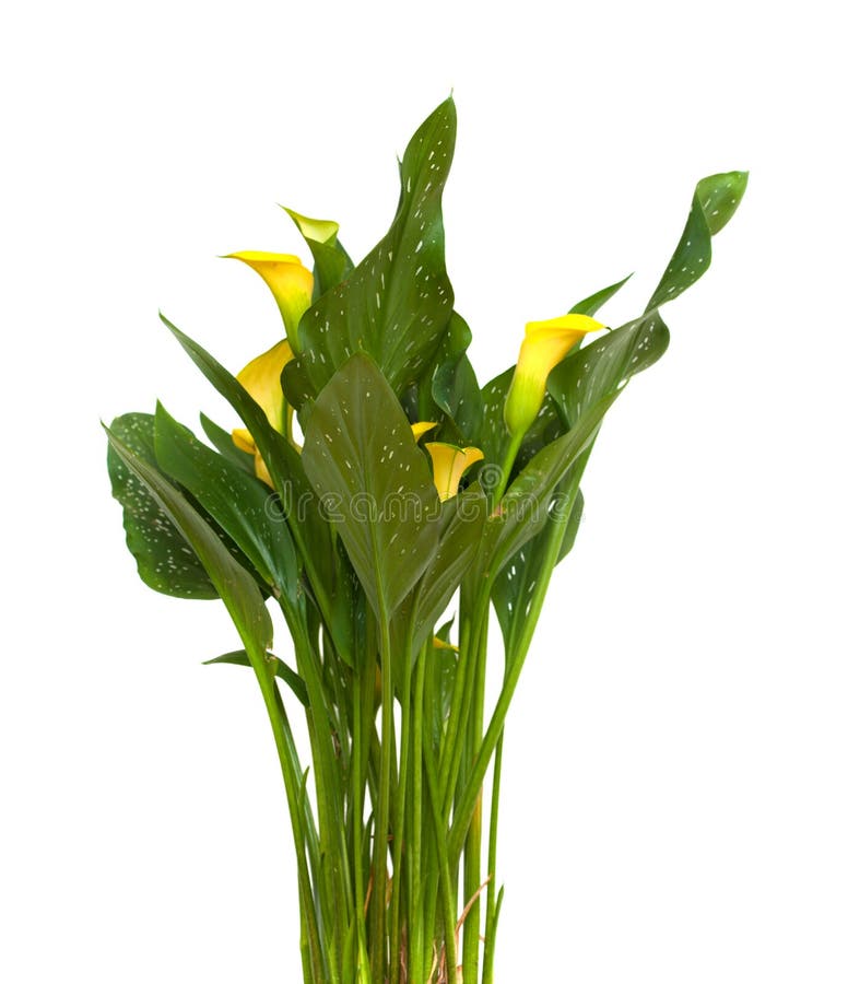 Pianta gialla della calla fotografia stock. Immagine di bello - 45739360