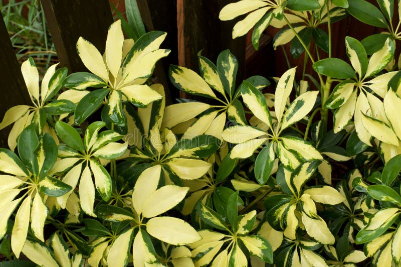 Pianta Gialla E Verde Dello Schefflera in Giardino All'aperto Immagine ...