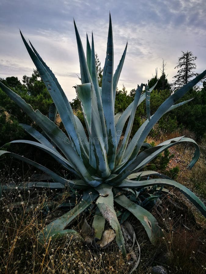 Pianta Gigante Di Vera Dell'aloe Fotografia Stock - Immagine di mistico ...
