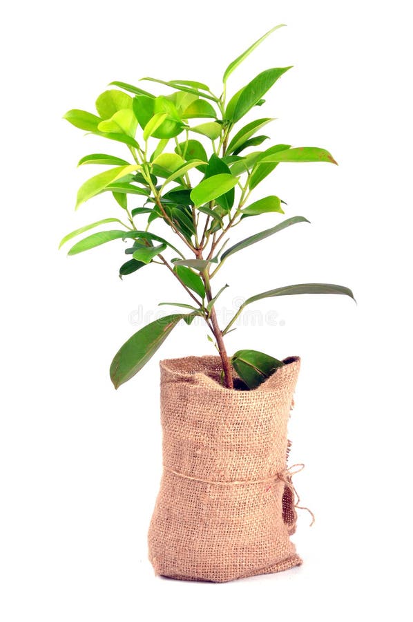 Pianta giovane immagine stock. Immagine di botanica, sacchetto - 10557707