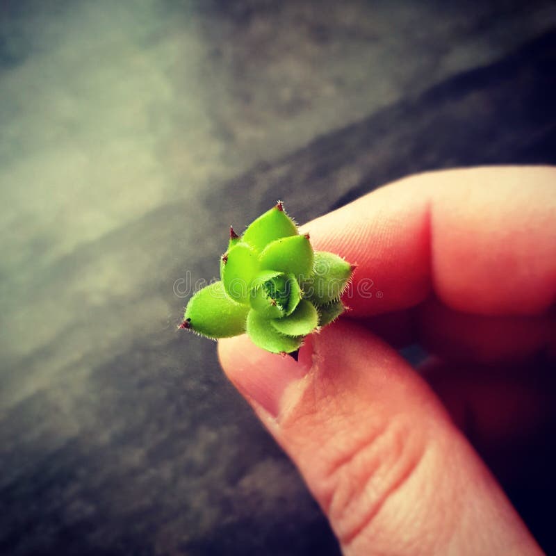 Little plant flower garden stock photo. Image of pianta - 199458050