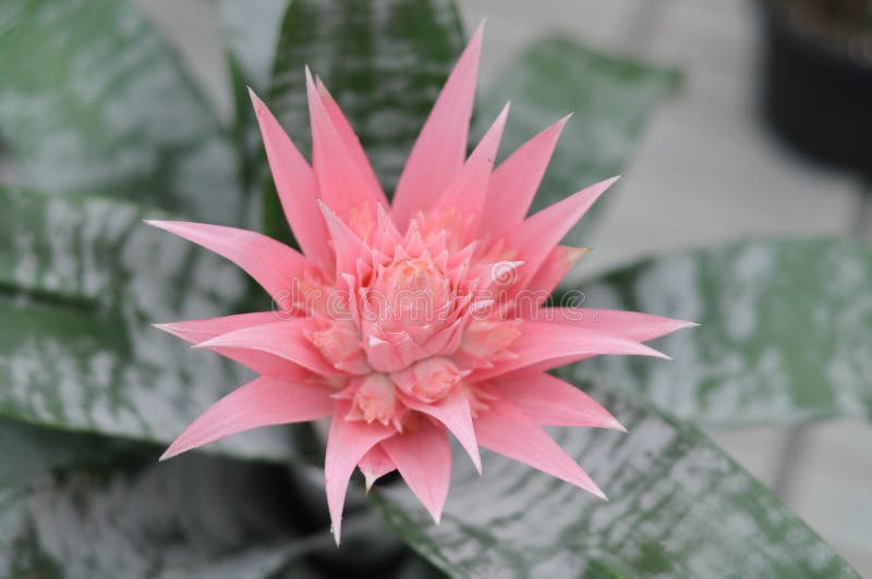 Pianta grassa rosa fotografia stock. Immagine di sviluppo - 86316310