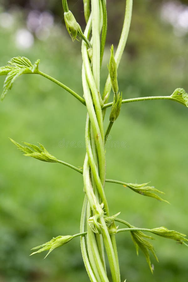 Pianta intrecciata immagine stock. Immagine di torsione - 23766657