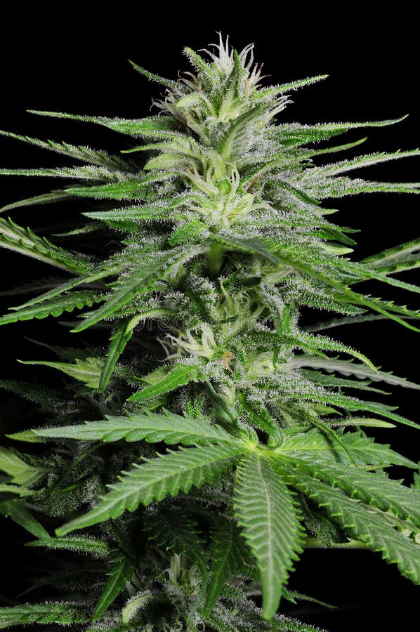 Pianta Medica Della Marijuana Immagine Stock - Immagine di bianco ...