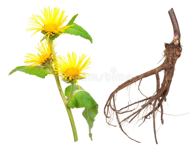 Pianta Medicinale. Enula Campana (helenium Di Inula) Fotografia Stock ...