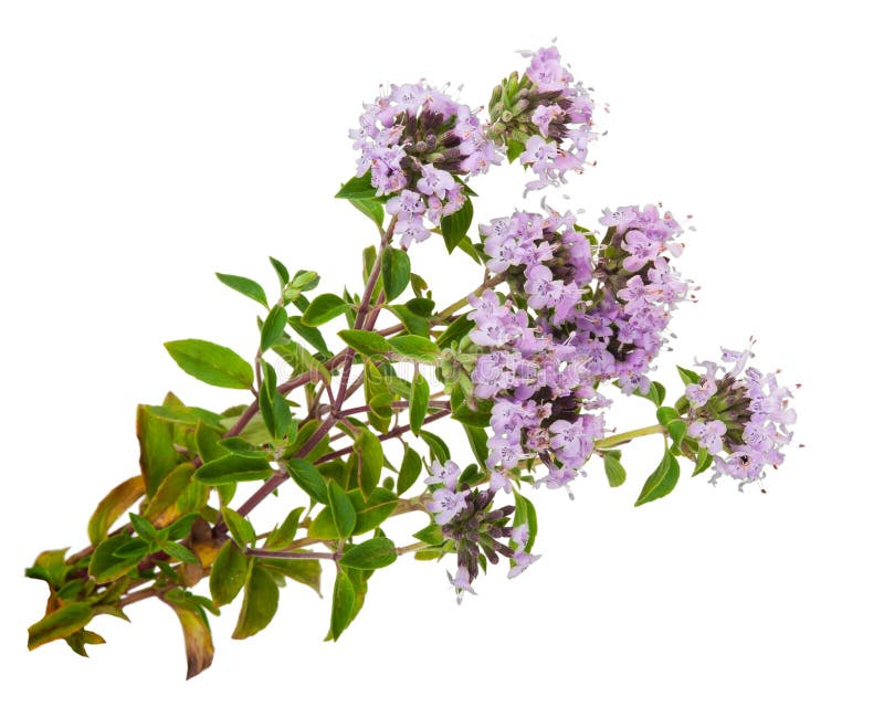 Pianta Di Timo, Erba Aromatica Fotografia Stock - Immagine di chiusura ...