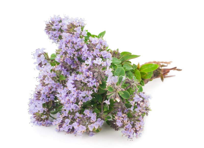 Pianta Di Timo, Erba Aromatica Fotografia Stock - Immagine di chiusura ...