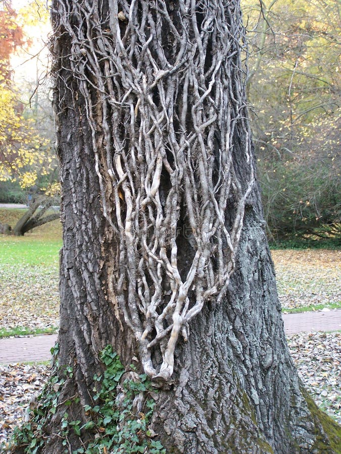 Pianta morta del parassita immagine stock. Immagine di pianta - 129651945