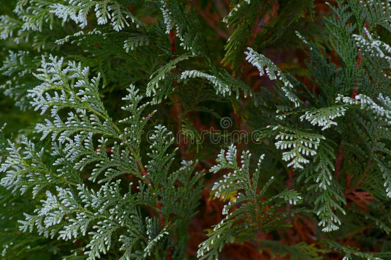 Pianta sempreverde immagine stock. Immagine di giorno - 6797985