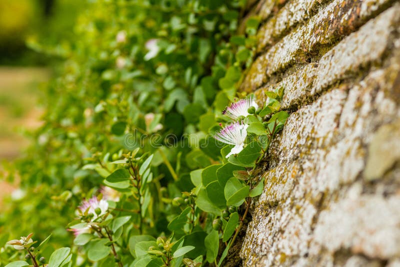 Pianta Con I Fiori Del Capparis Spinosa, Cespuglio Del Cappero Immagine ...