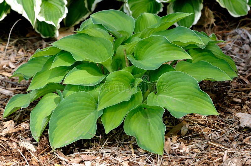 Pianta Hosta Variegata fotografia stock. Immagine di molla - 14290820