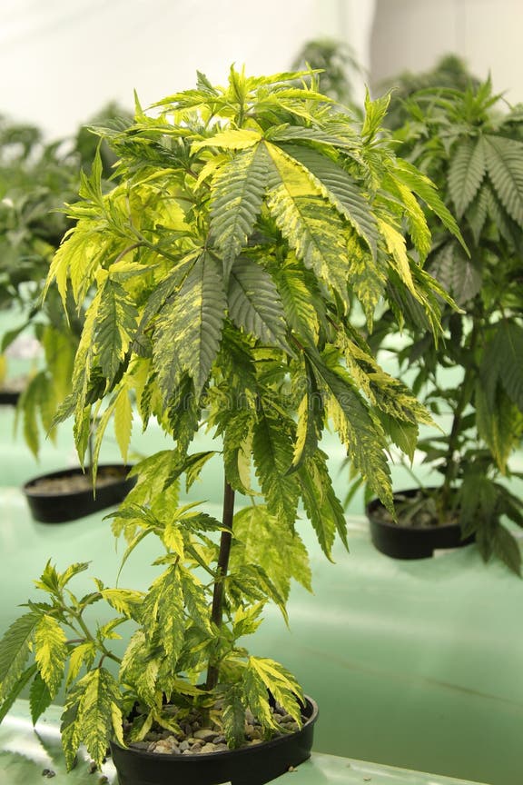 Pianta Di Marijuana Variegata (Cannabis) Immagine Stock - Immagine di ...