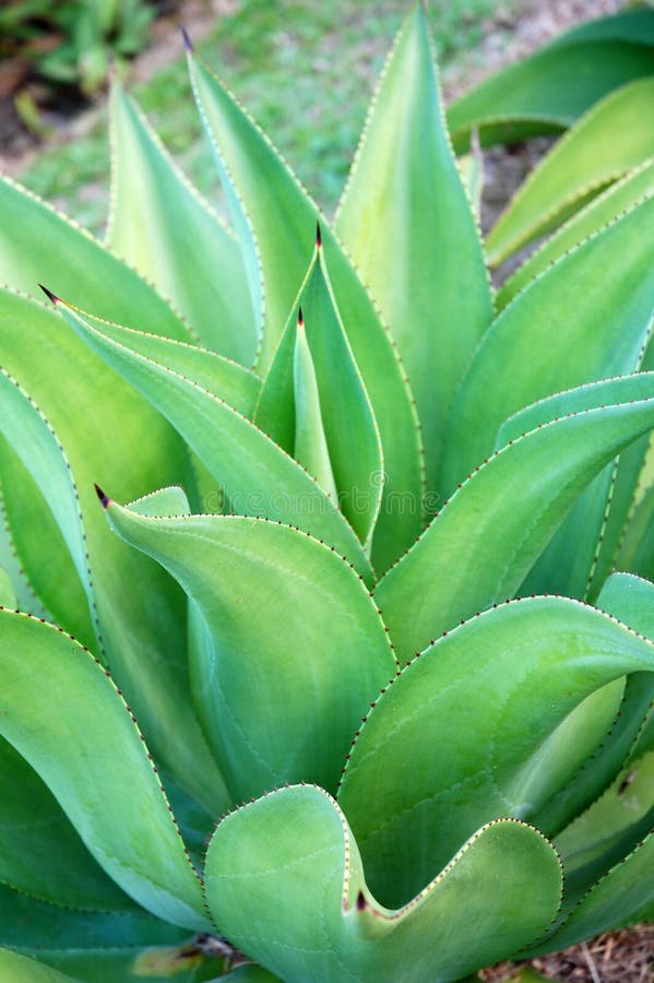 Pianta verde immagine stock. Immagine di verde, naughty - 13207387