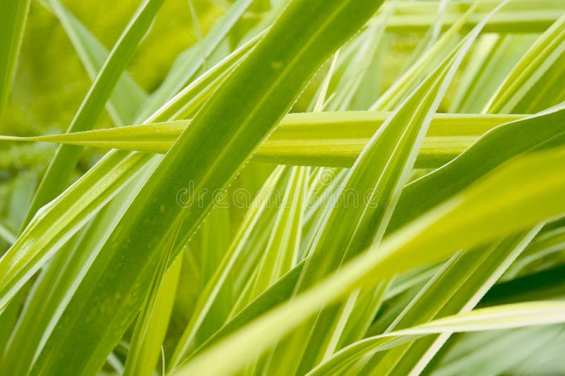Pianta verde fotografia stock. Immagine di farmland, verde - 1398780