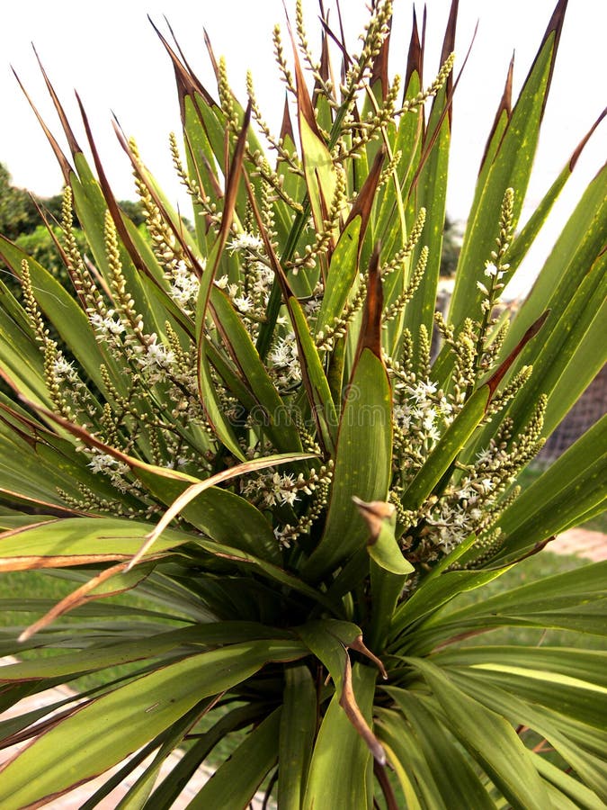 Pianta verde immagine stock. Immagine di palma, naughty - 2231327