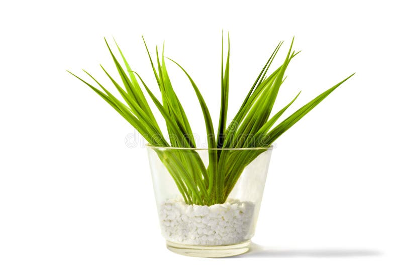 Pianta verde fotografia stock. Immagine di domestico, roccie - 5326486