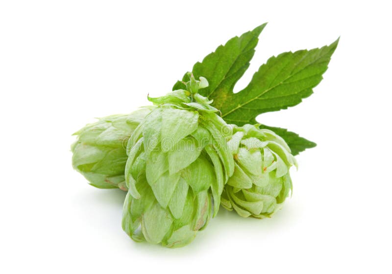 Pianta verde del luppolo fotografia stock. Immagine di pianta - 26936864