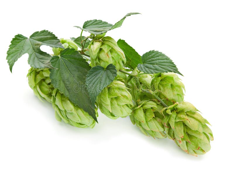 Pianta verde del luppolo immagine stock. Immagine di verde - 38365433