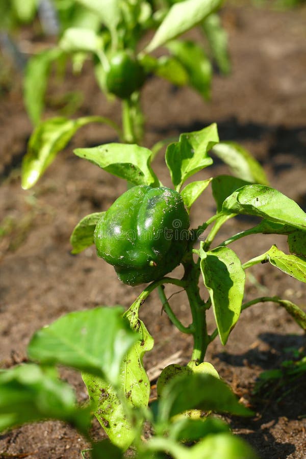 Pianta Verde Del Peperone Dolce Del Bambino Immagine Stock - Immagine ...