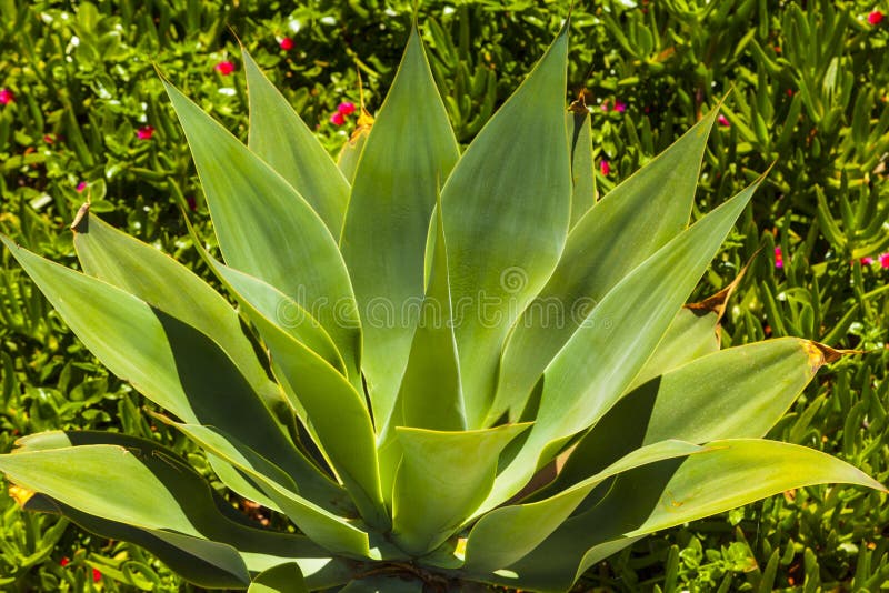 Pianta verde dell'agave immagine stock. Immagine di fuoco - 35998715