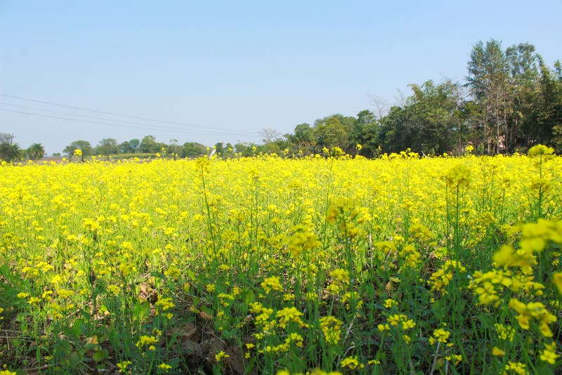 Vista Del Primo Piano Della Pianta Della Senape Immagine Stock ...