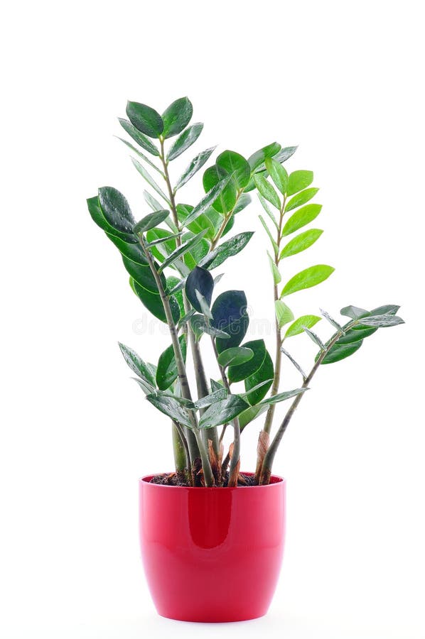 Pianta Verde in POT Rosso Isolato Su Bianco Immagine Stock - Immagine ...