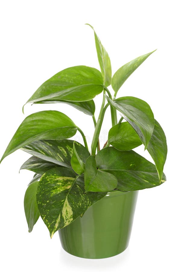 Pianta Verde in Vaso Delle Terraglie. Pothos, Epipremnum. Immagine ...