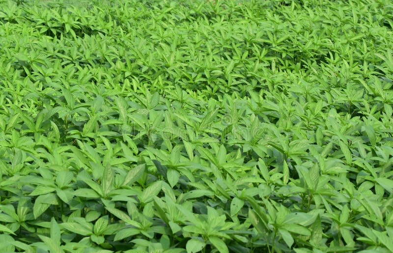 Piantagione di juta fotografia stock. Immagine di iuta - 95627400