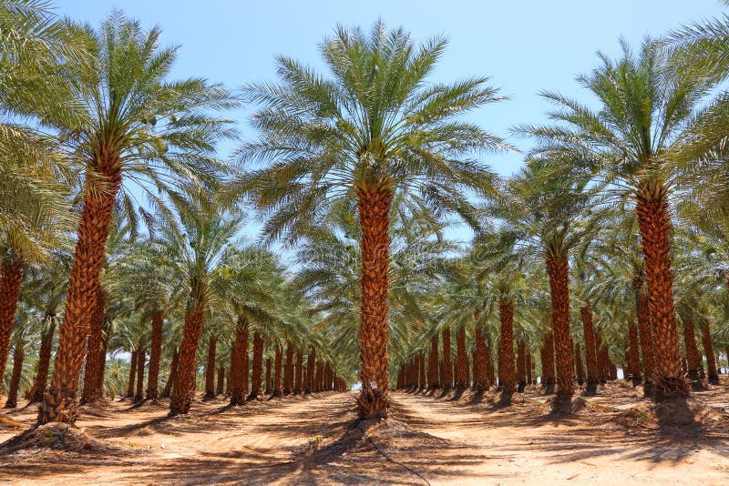 Piantagione Della Palma Da Datteri Immagine Stock - Immagine di foto ...