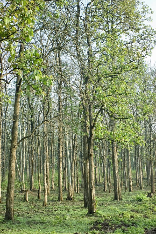 Piantagioni Dell'gestione-albero Della Foresta Fotografia Stock ...