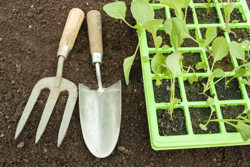 Piantatura Dei Semi in Terreno Pronto Fotografia Stock - Immagine di ...