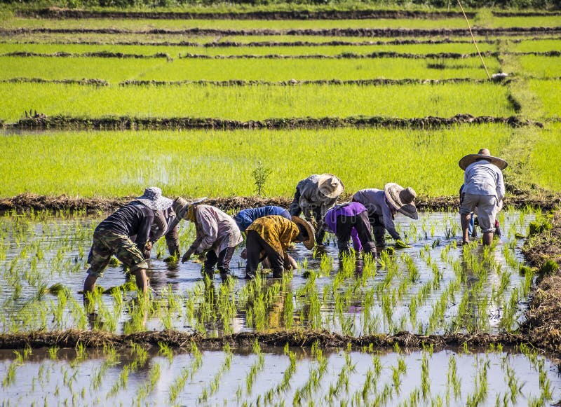 Piantatura del riso fotografia stock. Immagine di people - 33304036
