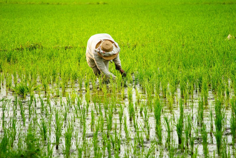 Piantatura del riso immagine stock. Immagine di agricoltura - 65276767