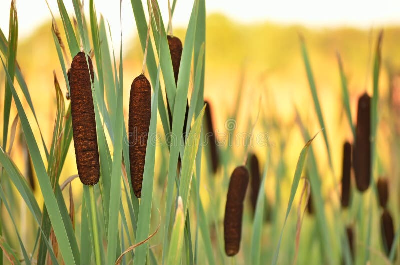Piante del giunco fotografia stock. Immagine di caduta - 29272118