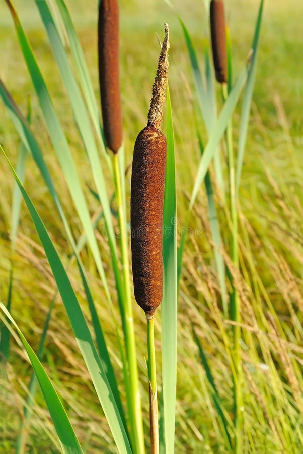 Piante del giunco immagine stock. Immagine di stagioni - 43459767