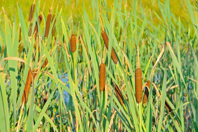 Piante del giunco immagine stock. Immagine di stagioni - 43459767