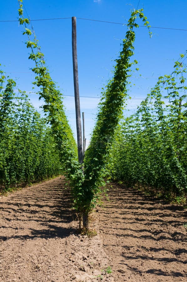 Piante Del Luppolo Su Traliccio Fotografia Stock - Immagine di sviluppo ...