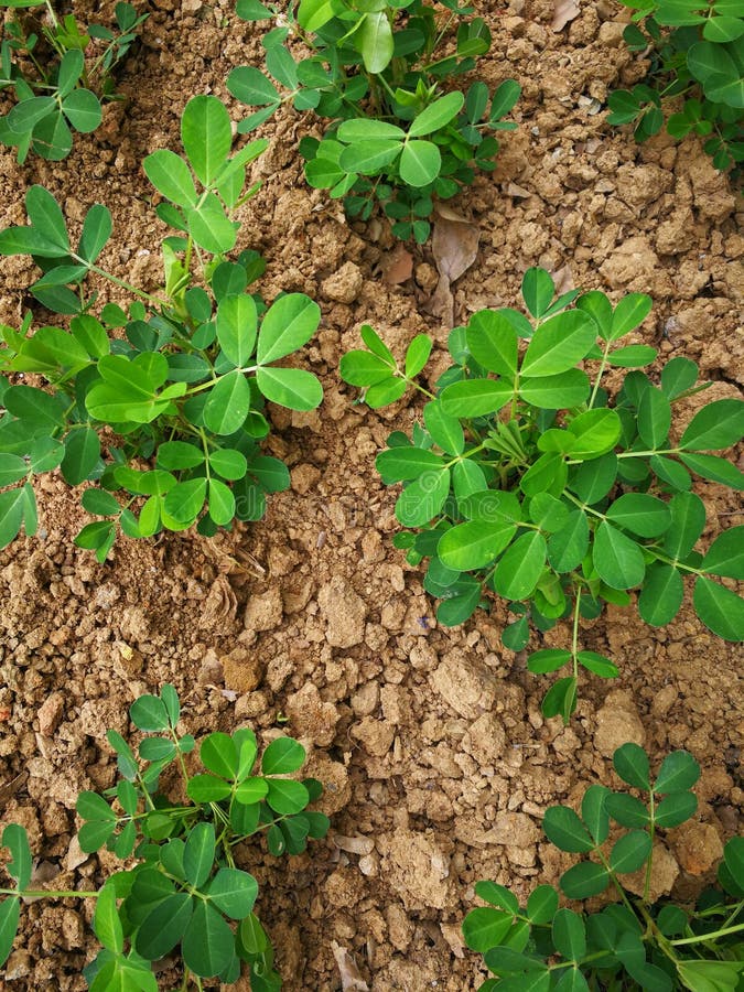 Piante delle arachidi fotografia stock. Immagine di sviluppisi - 21083544