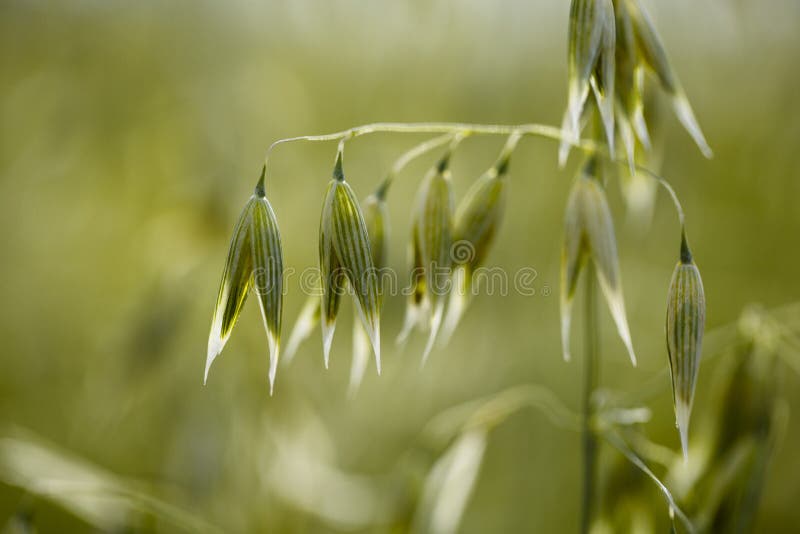 Piante Di Avena Nell'acro in Estate Immagine Stock - Immagine di avena ...