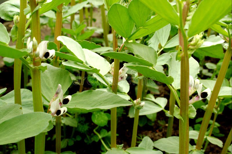 Piante della fava immagine stock. Immagine di composta - 8122051