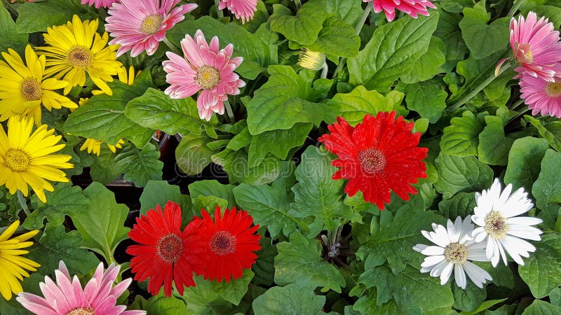 Piante Della Margherita Della Gerbera In Giardino Immagine Stock ...