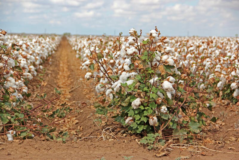 Campo del cotone fotografia stock. Immagine di botanico - 35533196