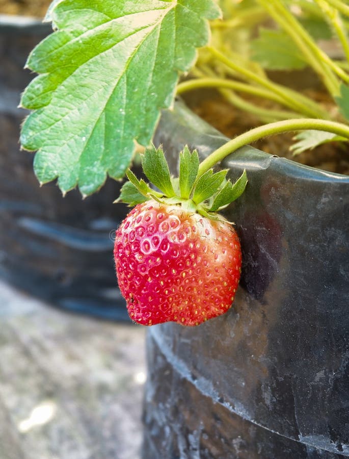 Pianta di fragola in vaso fotografia stock. Immagine di terreno - 85662776