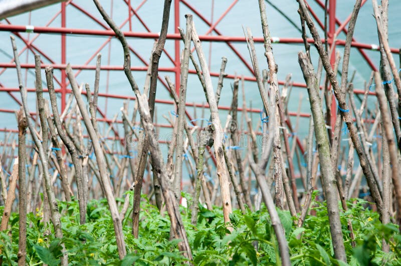 Pali dei pomodori immagine stock. Immagine di giardino - 31194831