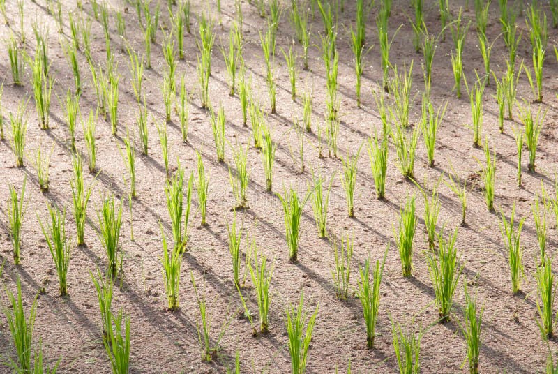 Piante Di Riso in Bali, Indonesia Immagine Stock - Immagine di ...